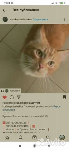 Рыжее солнышко ласковый на удачу кот