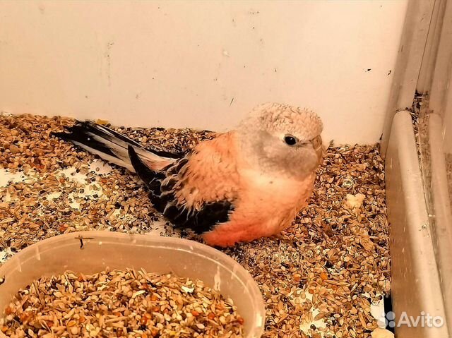 Розовобрюзий травяной попугай