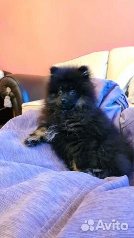 Щенки немецкого шпица