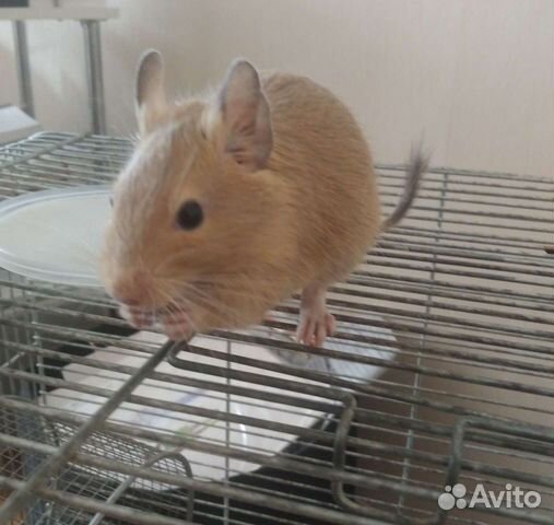 Белка дегу Фисташка