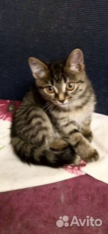 Котенок Девочка Ищет Своего Человека