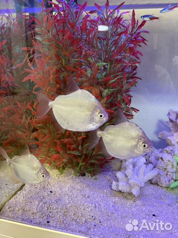 Аквариумные рыбки