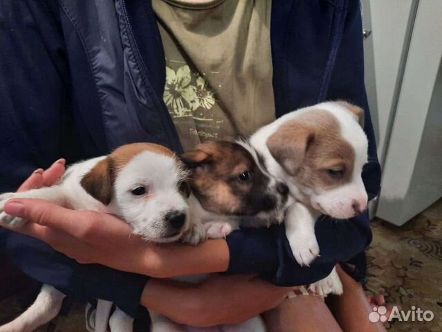 Джек Рассел терьер