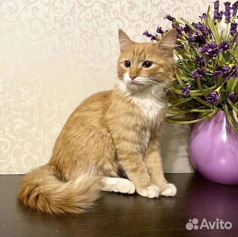 Котенок в добрые руки