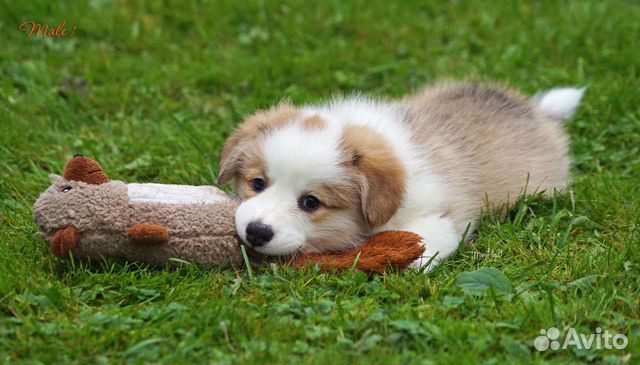 Рыже-белый щенок вельш корги пемброк