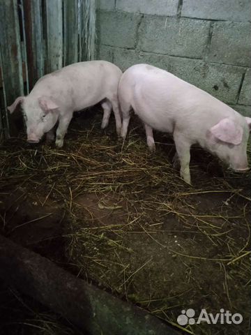 Поросенок белая крупная