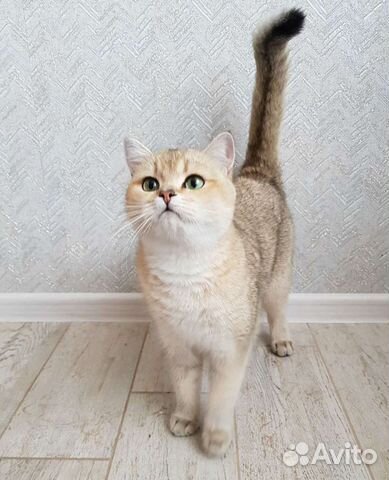 Золотая шиншилла