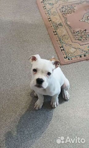 Американский бульдог