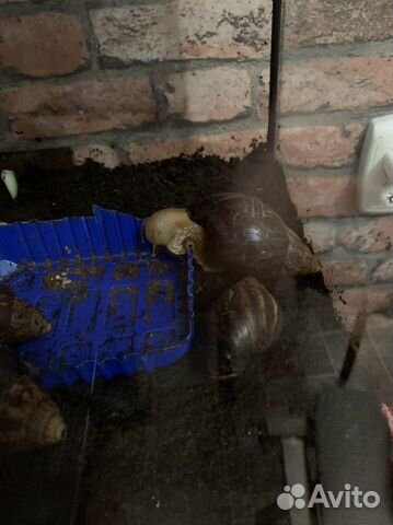 Удитки Ахатины Арахтины