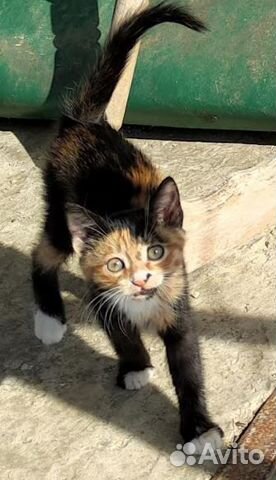 Котята отдам бесплатно