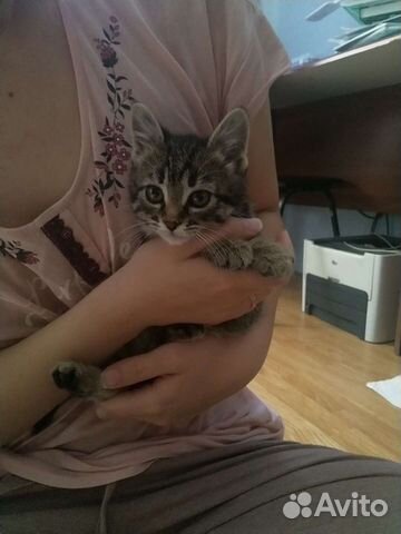 Тигра домашняя