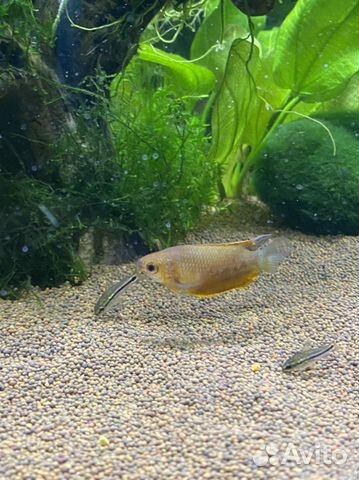 Медовый гурами