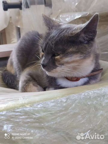 Кошка в дар