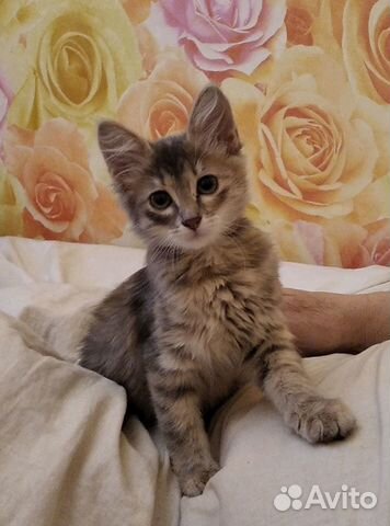 Котенок девочка Бемби, отдам