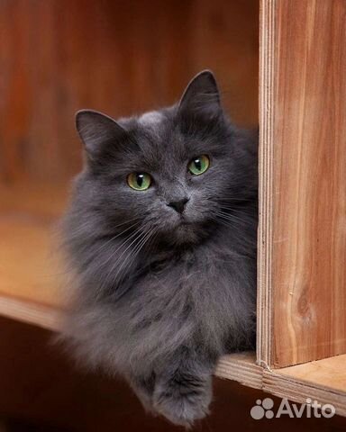 Роскошная дымчатая кошка, 1 год