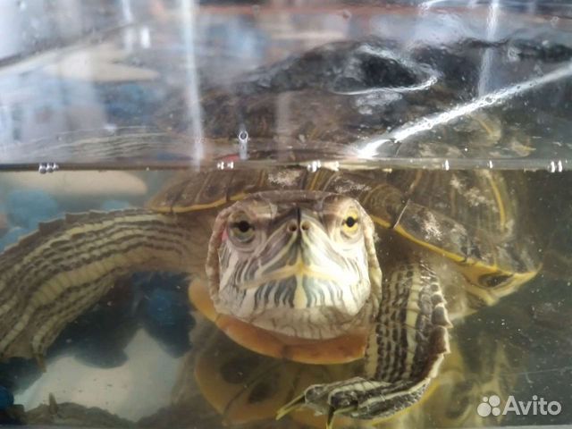 Красноухая черепаха бесплатно