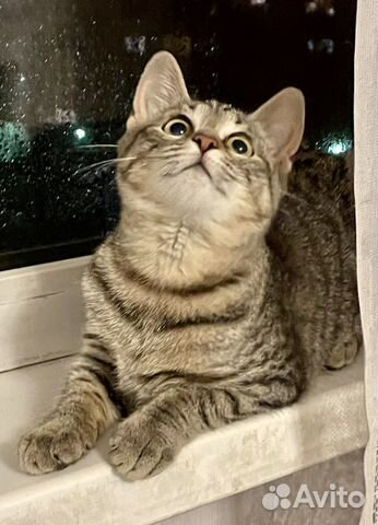 Котенок полосатый мальчик 5 мес