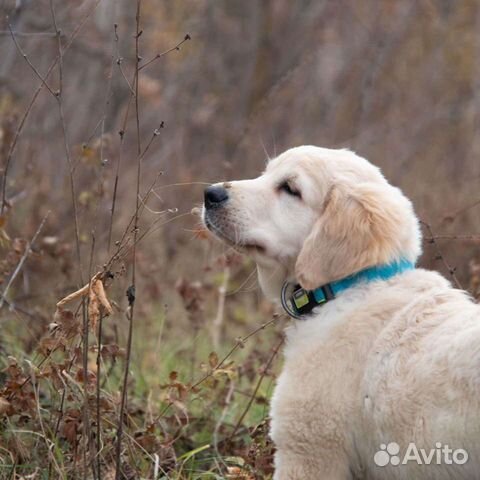 Золотистый ретривер