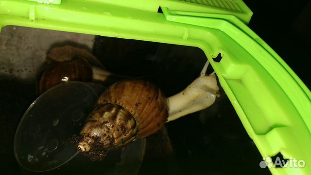 Улитки Ахатины