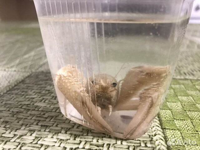 Рак альбинос7-8мес