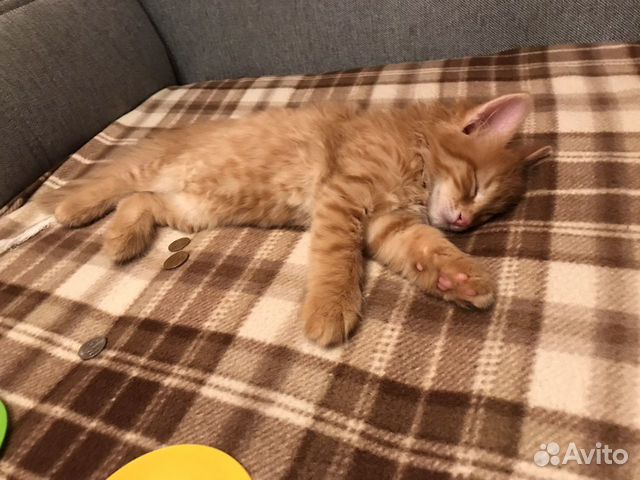 Котенок мальчик помесь с британцем