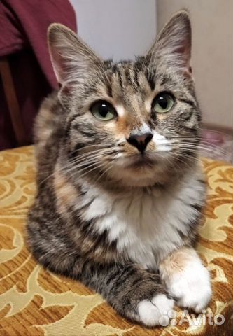 Кошечка Тигра ищет дом