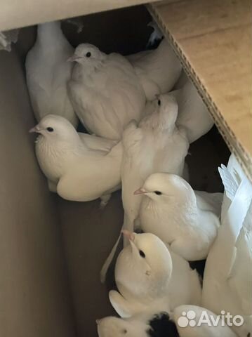 Продажа голубей