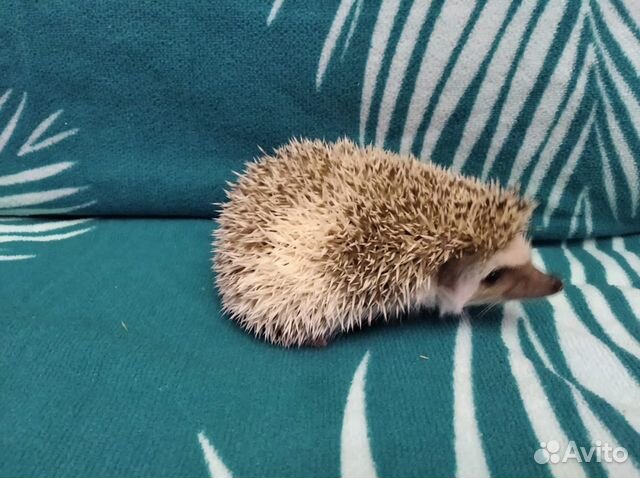 Африканский карликовый ежик