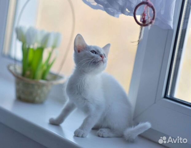 Белоснежные котята в добрые руки