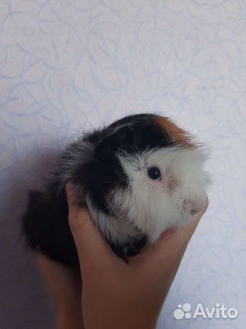 Морская свинка
