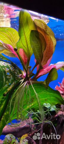 Эхинодорус