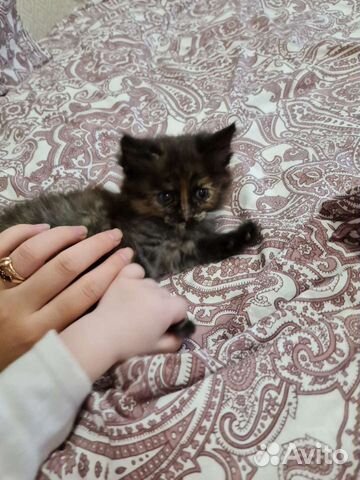 Кошки в добрые руки бесплатно