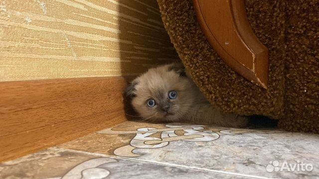 Вислоуших шотланский котенок, девочка