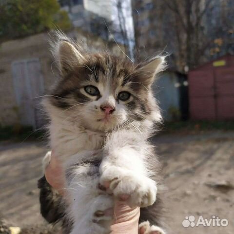 Котенок в добрые руки