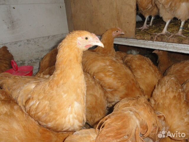 Продам Орпингтонов палевых