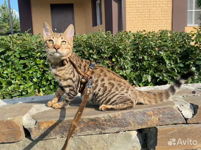 Бенгал Ф2 кошечка Персиана