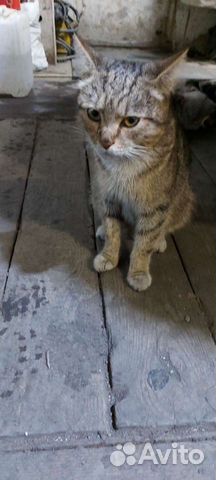 Котята хотят найти хозяев