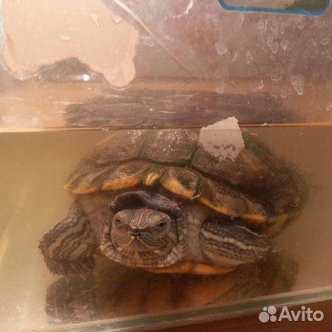 Красноухая черепаха