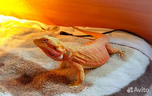 Бородатые агамы