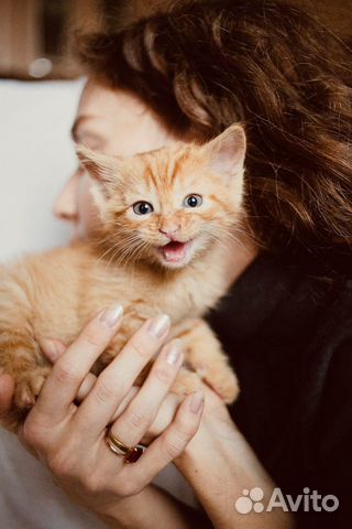 Котенок Джонс в дар