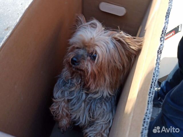 Потерялась собака нашли