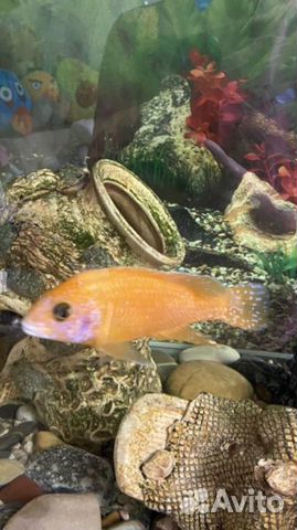 Рыба цихлида на обмен