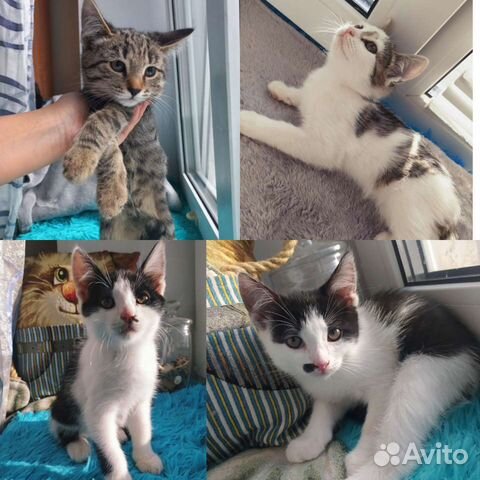 Кошка кот котёнок завтра выкинут