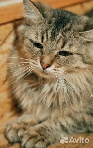 Роскошная сибирячка ждёт хозяев