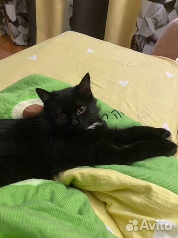 Котенок Лилу 8 мес