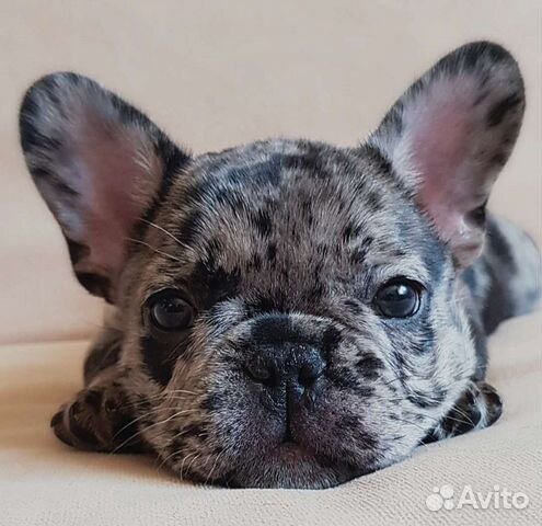 Щенки французского бульдога