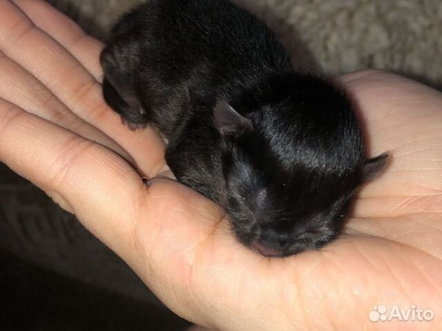Котенок