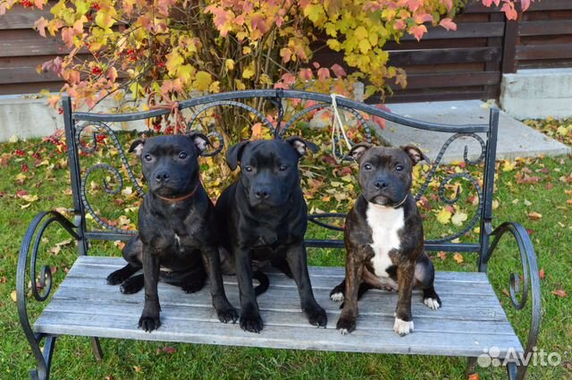 Щенки стаффордширского бультерьера