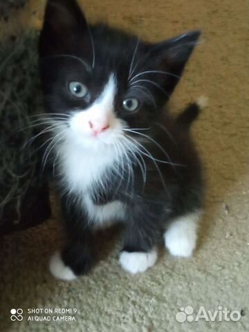 Кошки в добрые руки