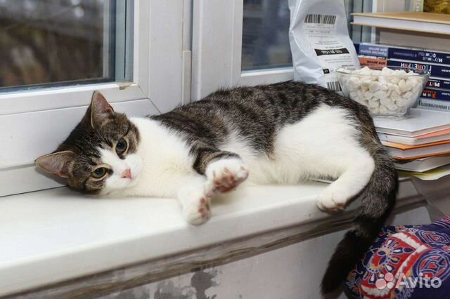 Добрый ласковый юный котик игривый и компанейский